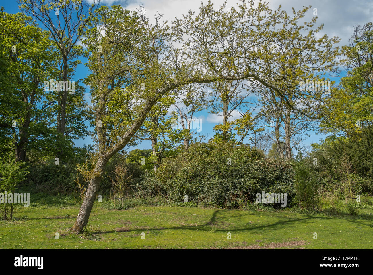 Spindly tree hi-res stock photography and images - Alamy
