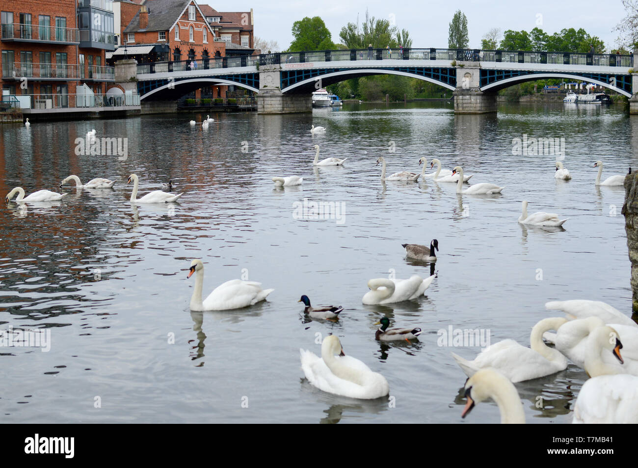 Windsor riverside hi-res stock photography and images - Alamy