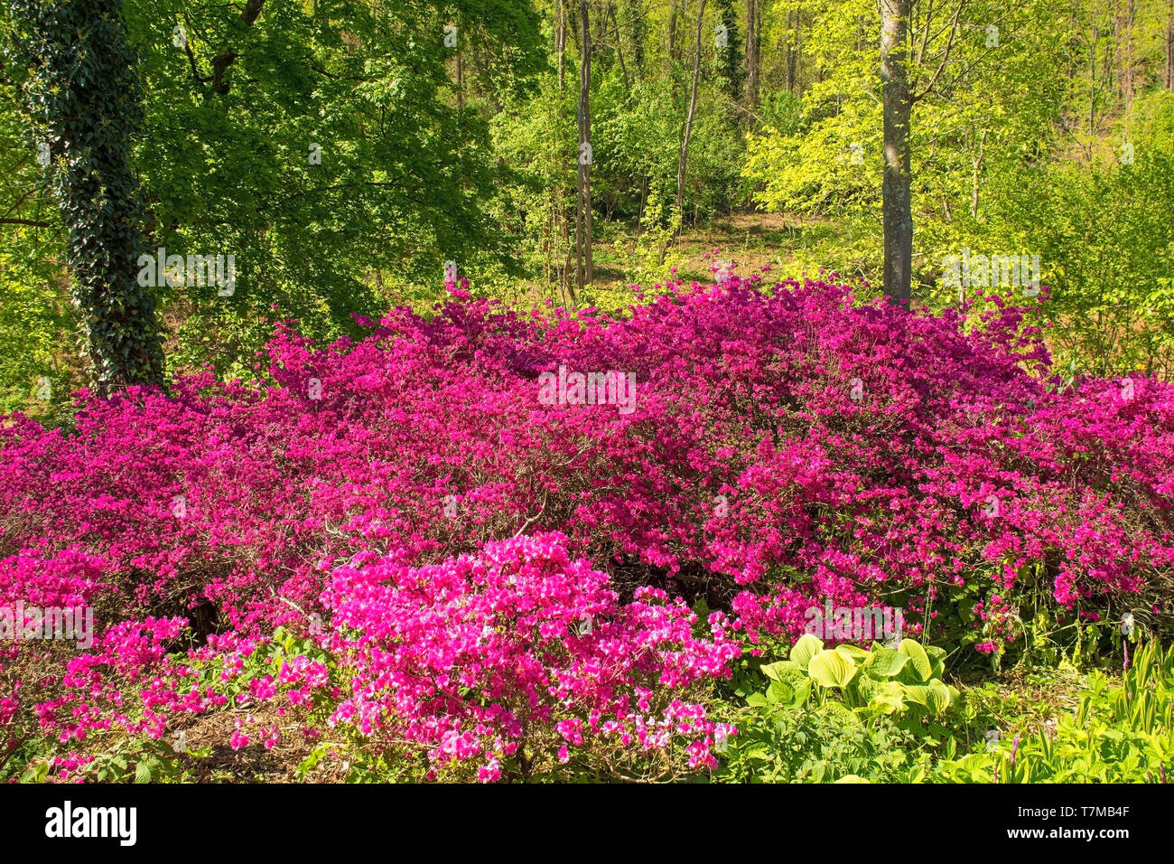Plant in partial shade hi-res stock photography and images - Alamy