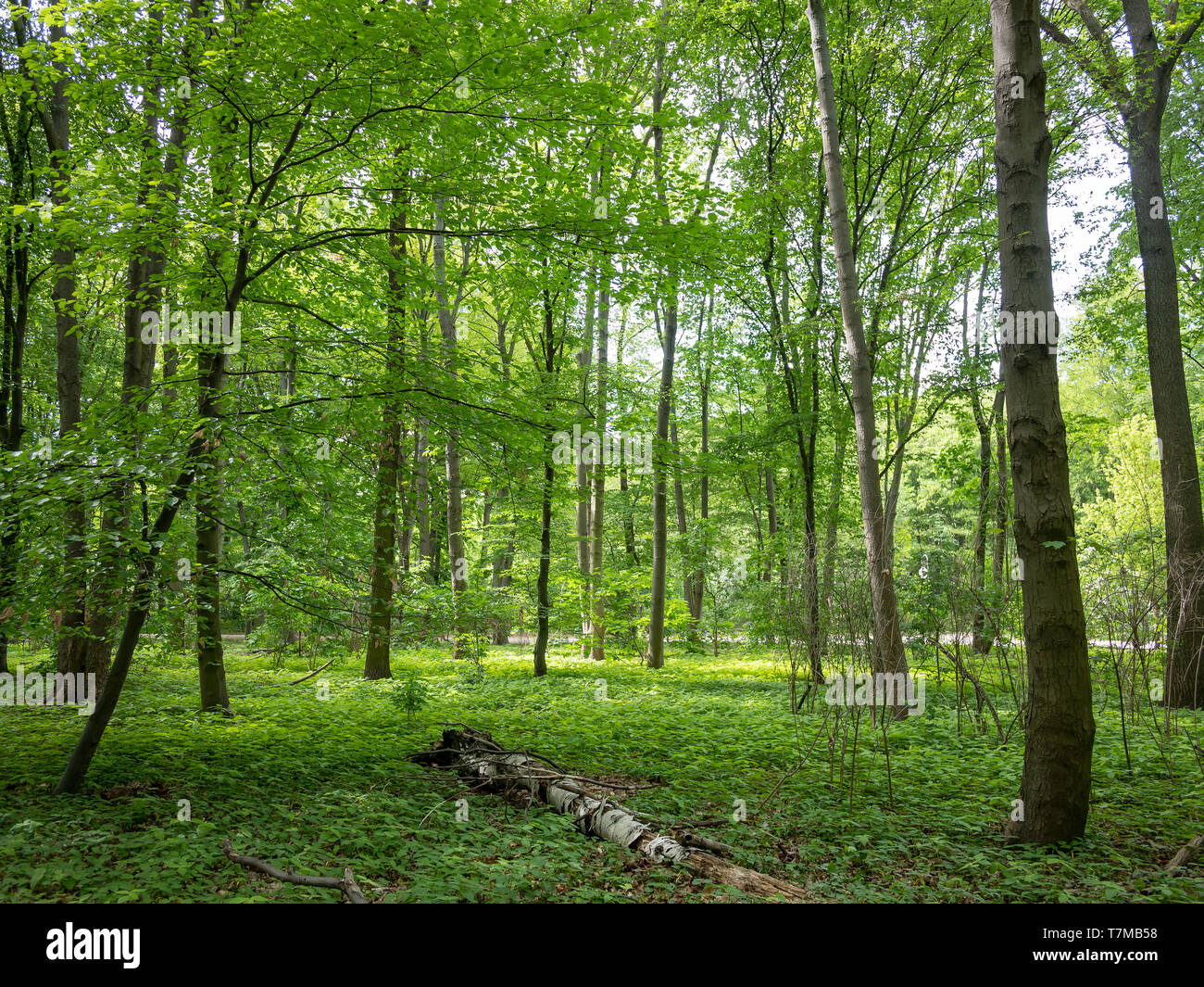 Forest in Tiergarten Park In Berlin, Germany In Spring, Landscape ...