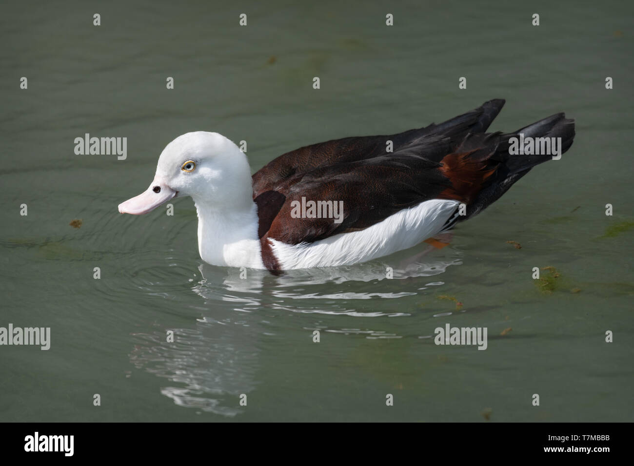 Black and white shelduck hi-res stock photography and images - Alamy