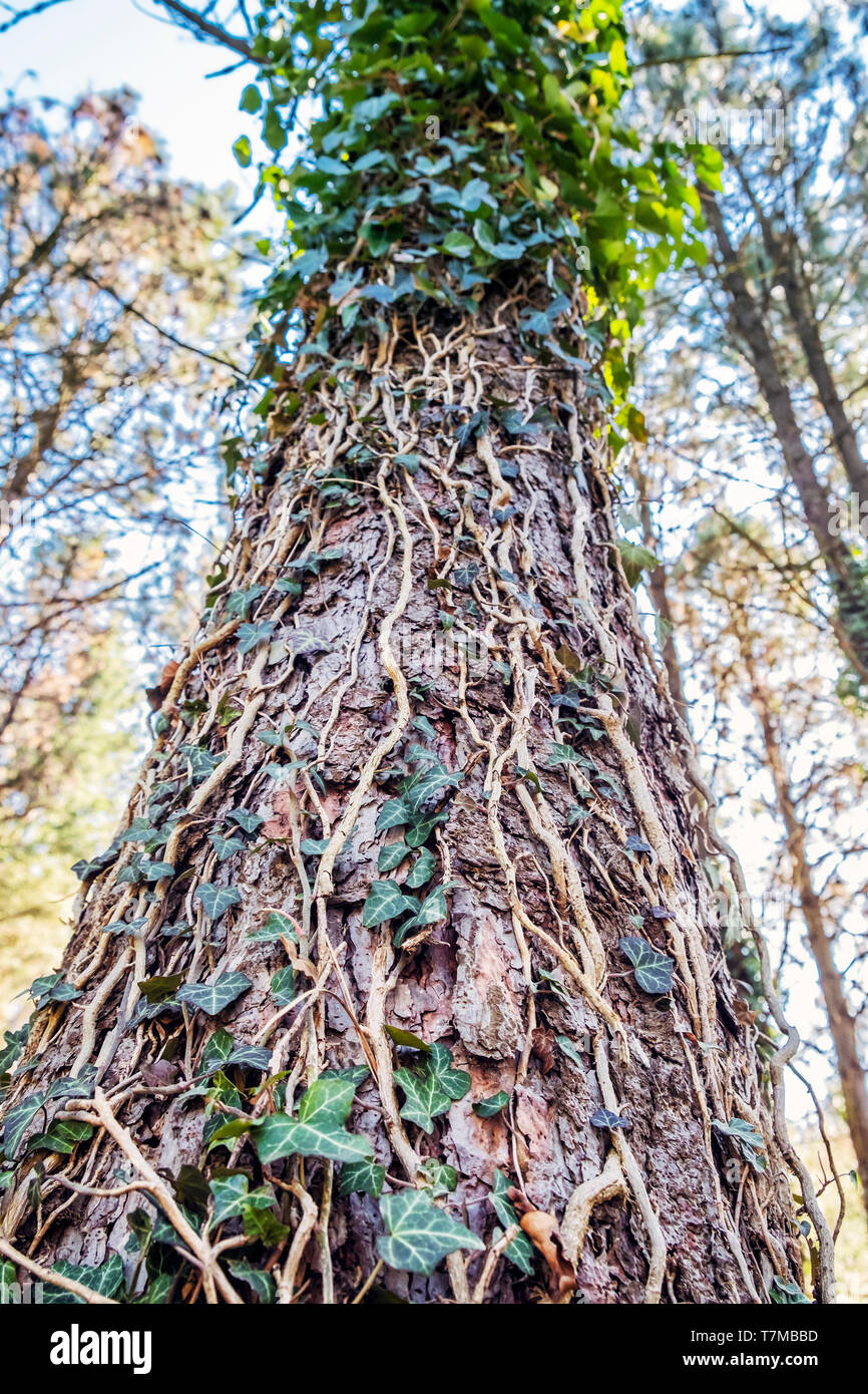 Detail of big tree with ivy plant. Seasonal natural scene Stock Photo ...
