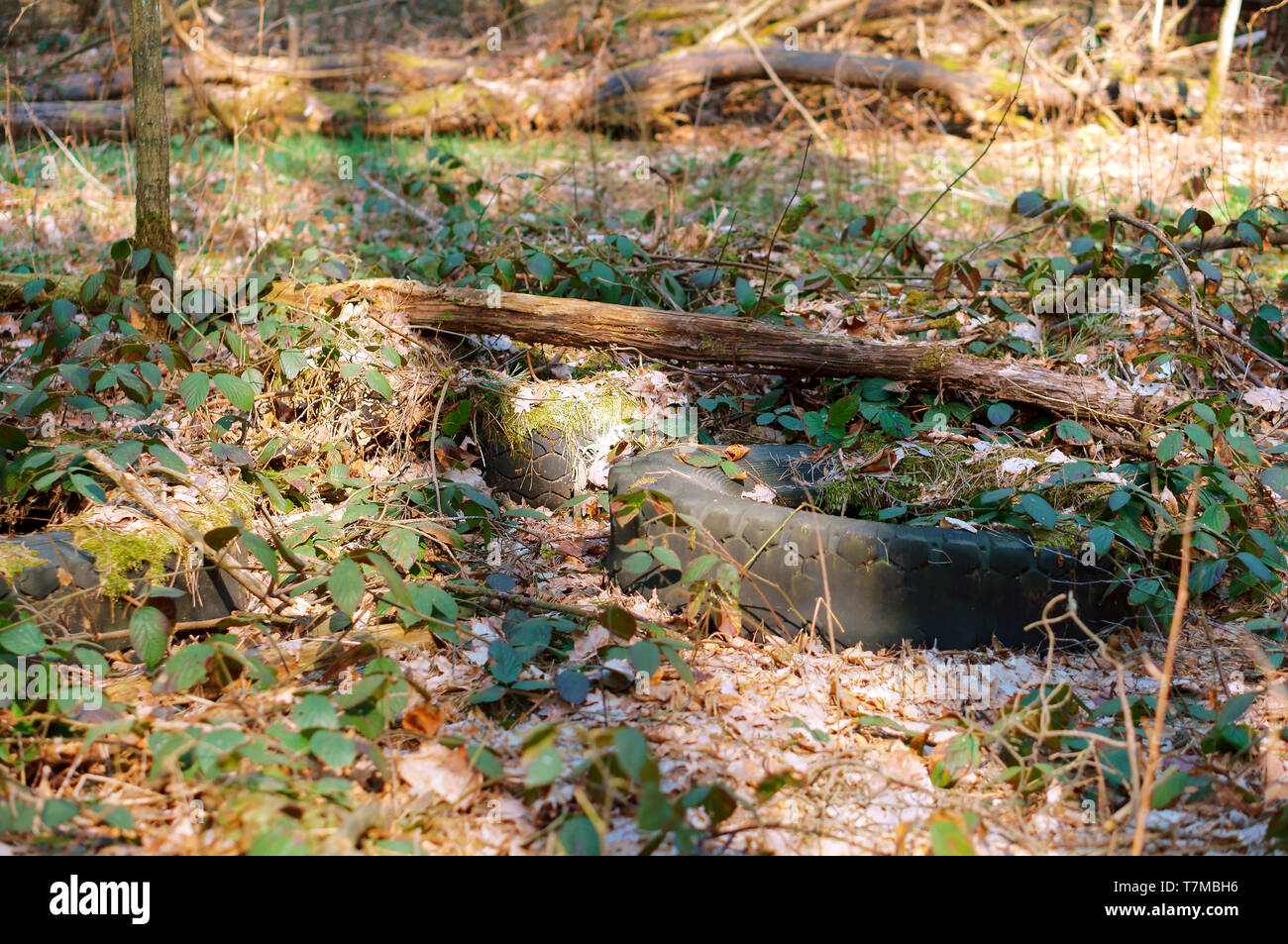 Old tires in nature hi-res stock photography and images - Alamy