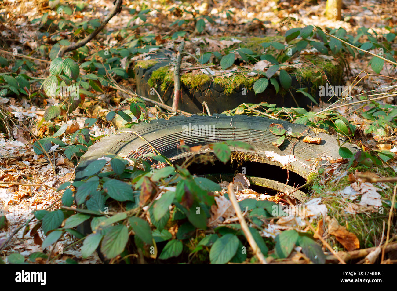 car tires in the woods, old tires in the forest Stock Photo - Alamy