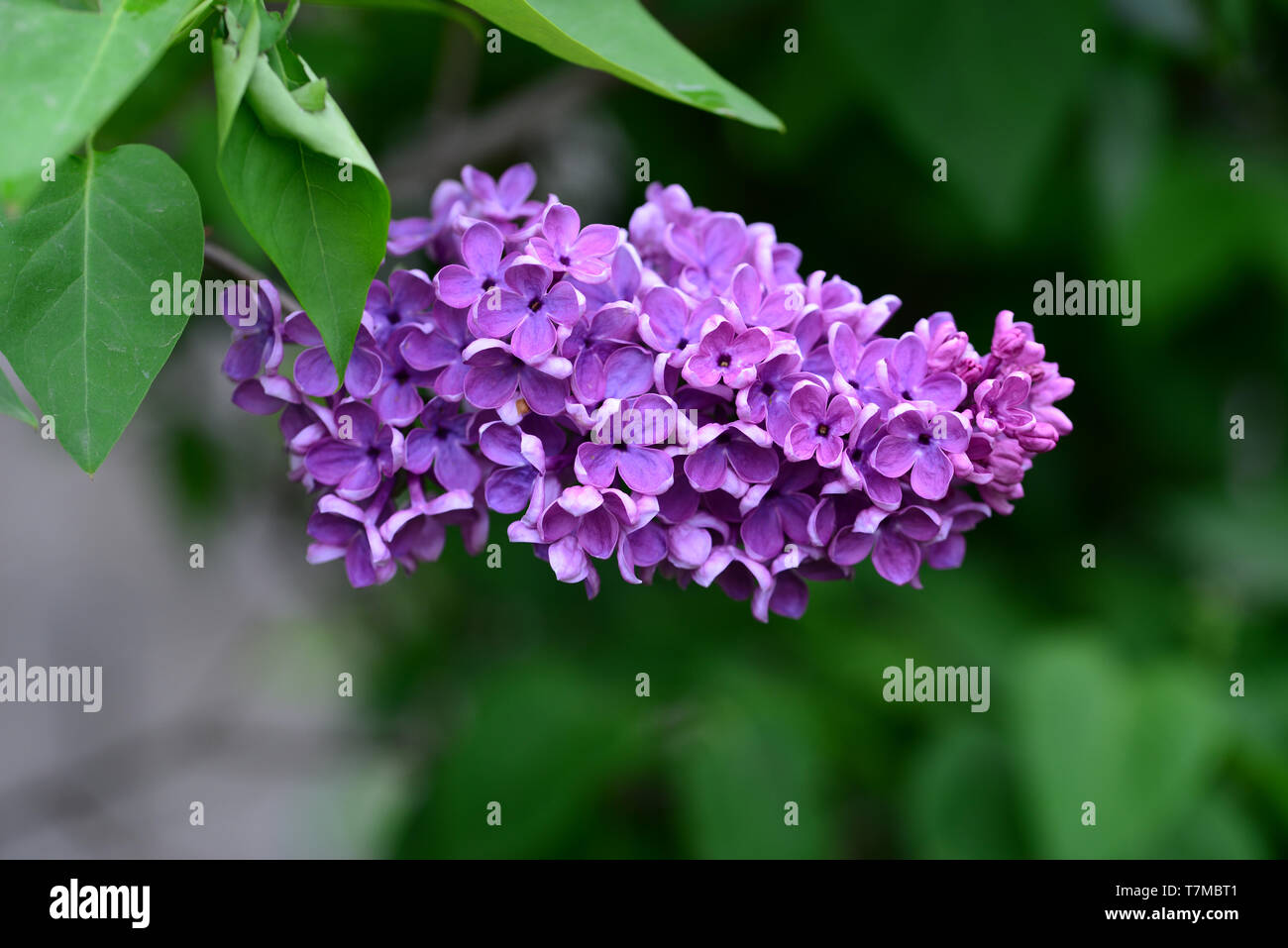 Lily tree hi-res stock photography and images - Alamy
