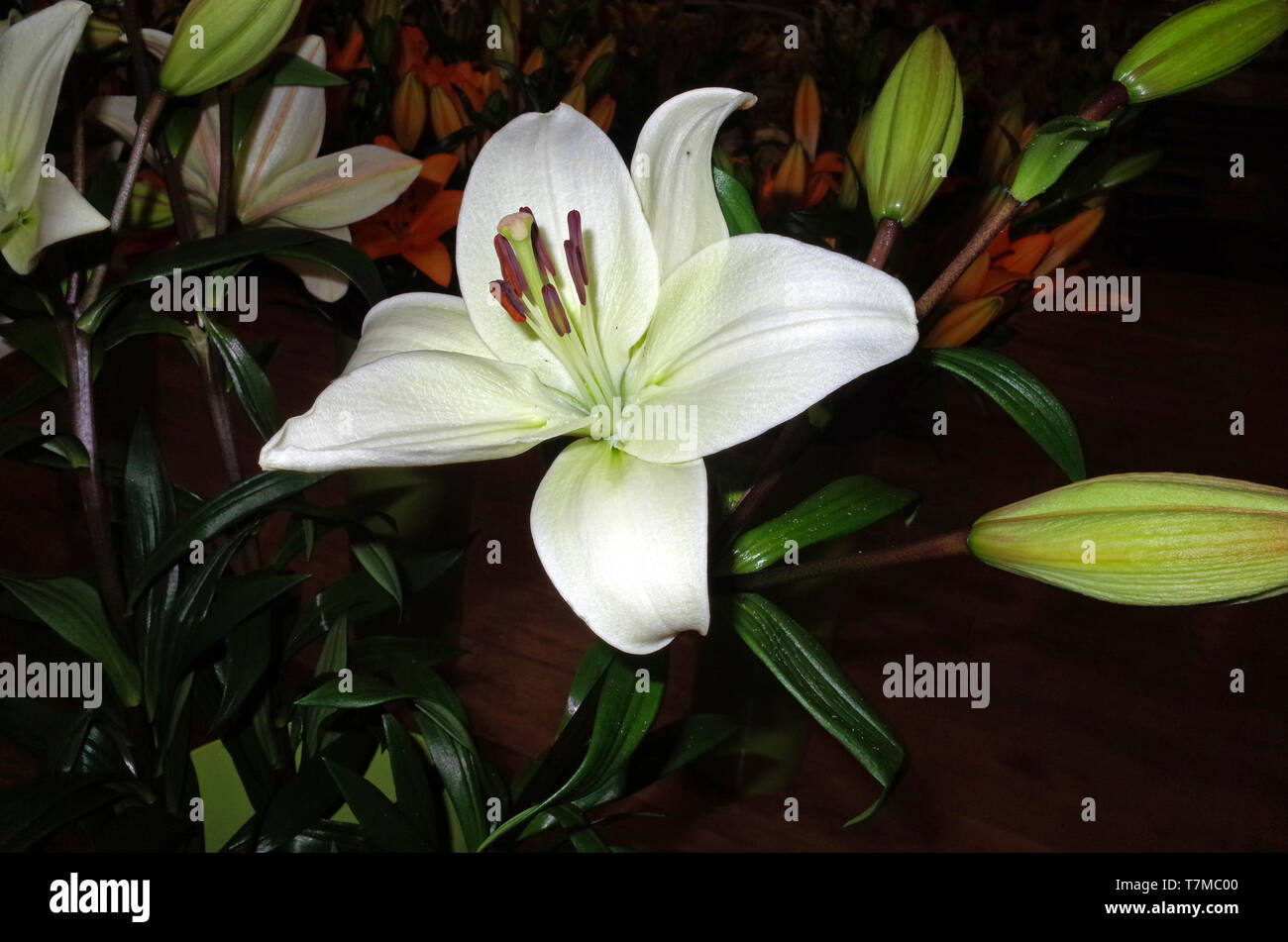 White lily close-up Stock Photo - Alamy