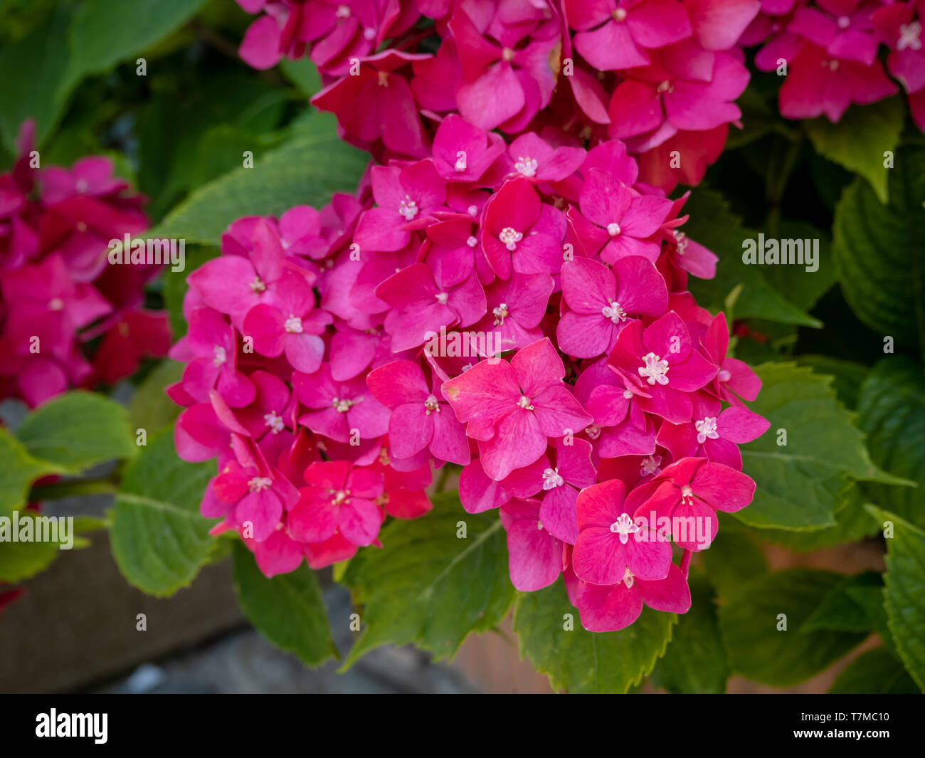 deep pink hydrangea flowers in a garden bed Stock Photo - Alamy