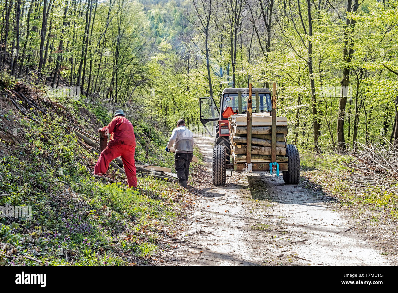 Foresters carry the wood out of the forest, Slovak republic ...