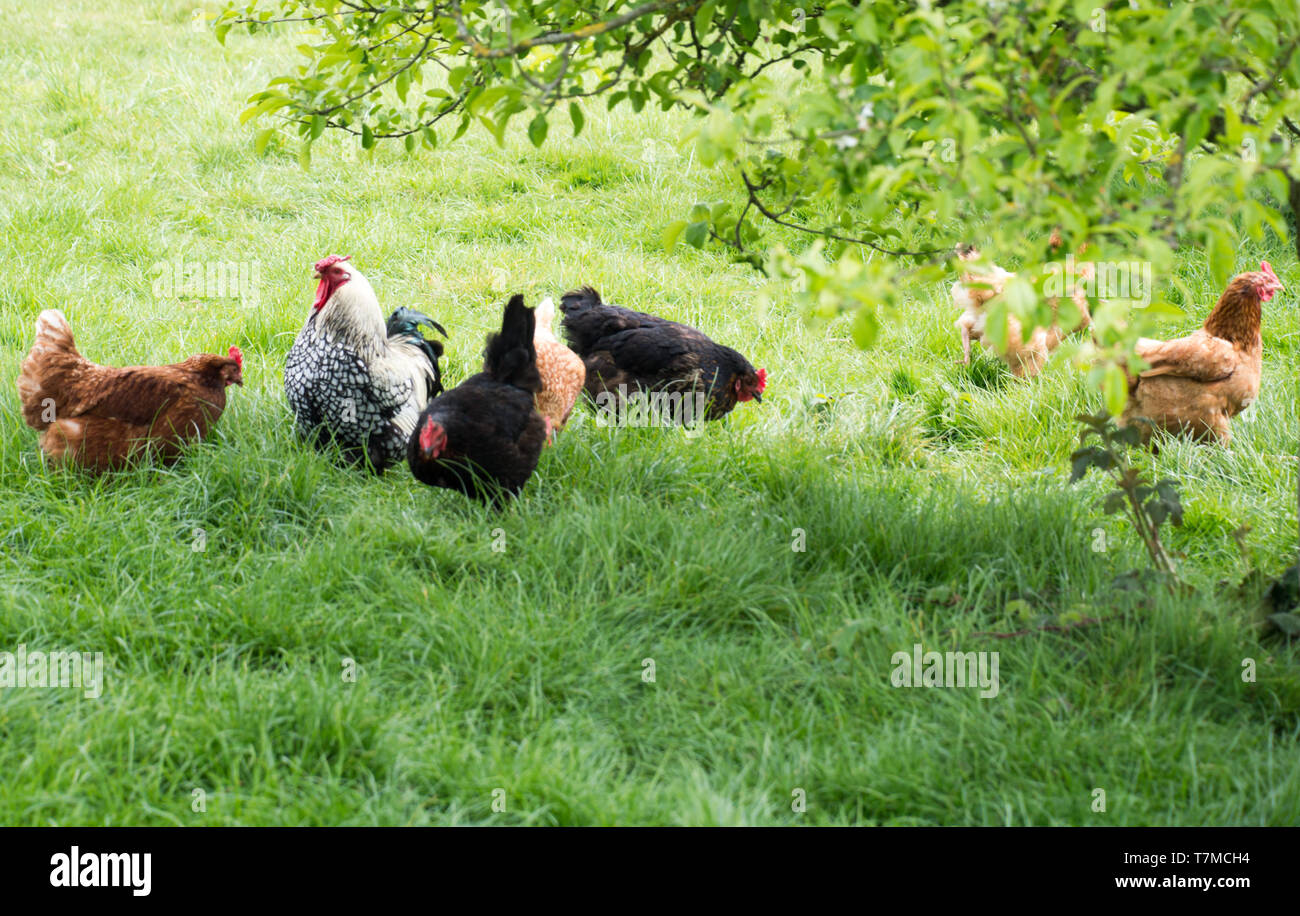 Free range chicken in farm Stock Photo - Alamy