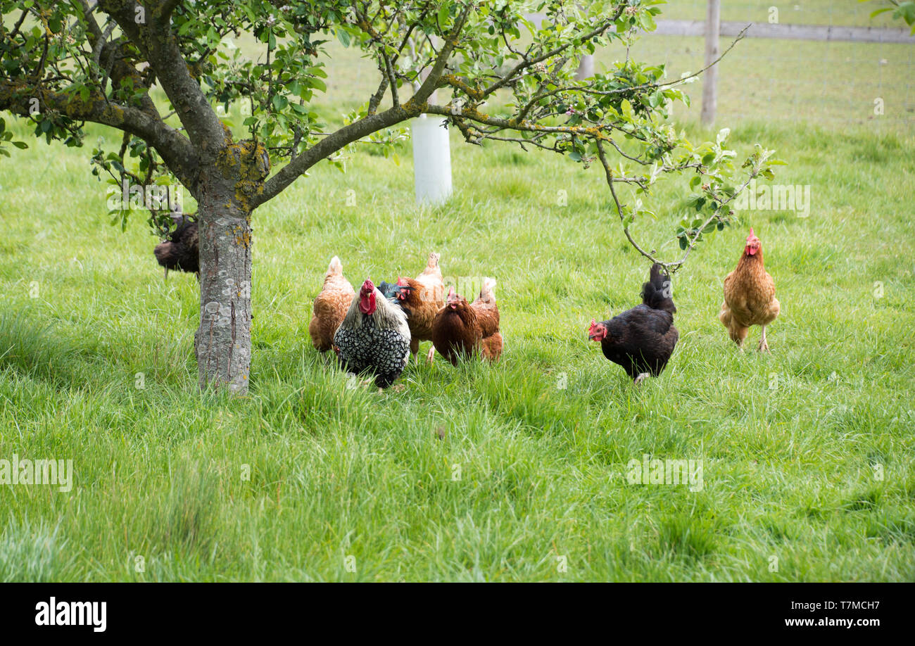 Free range chicken in farm Stock Photo - Alamy