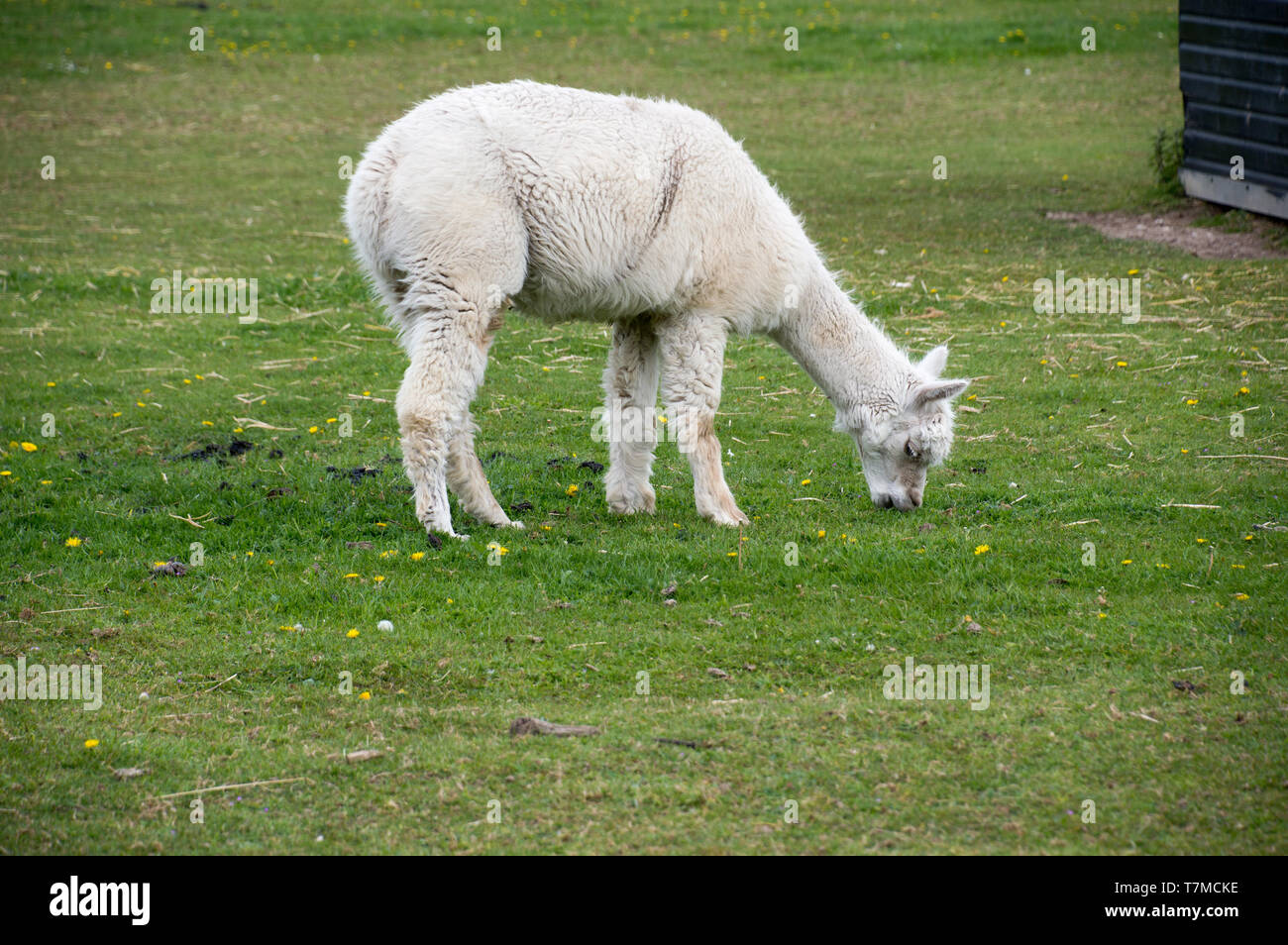 Beautiful alpaca farm hi-res stock photography and images - Alamy