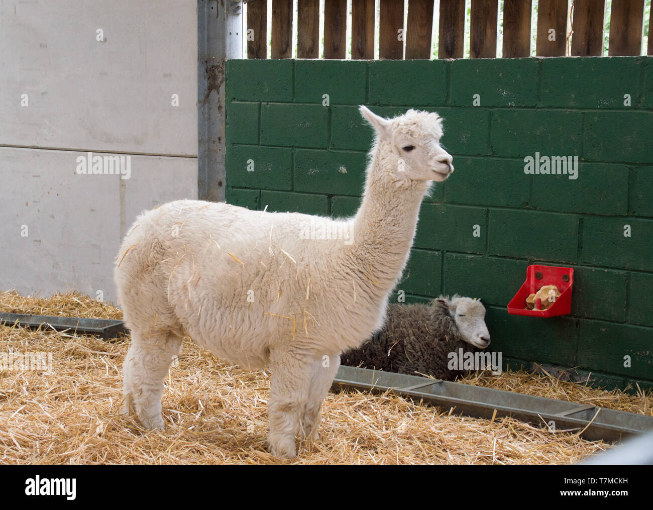 Alpacas in a farm Stock Photo - Alamy
