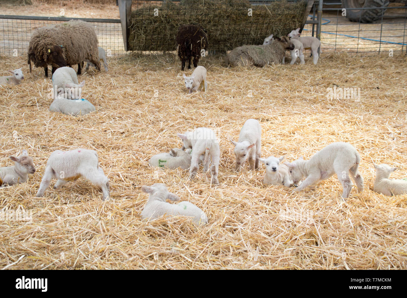Infant farm animal hi-res stock photography and images - Alamy