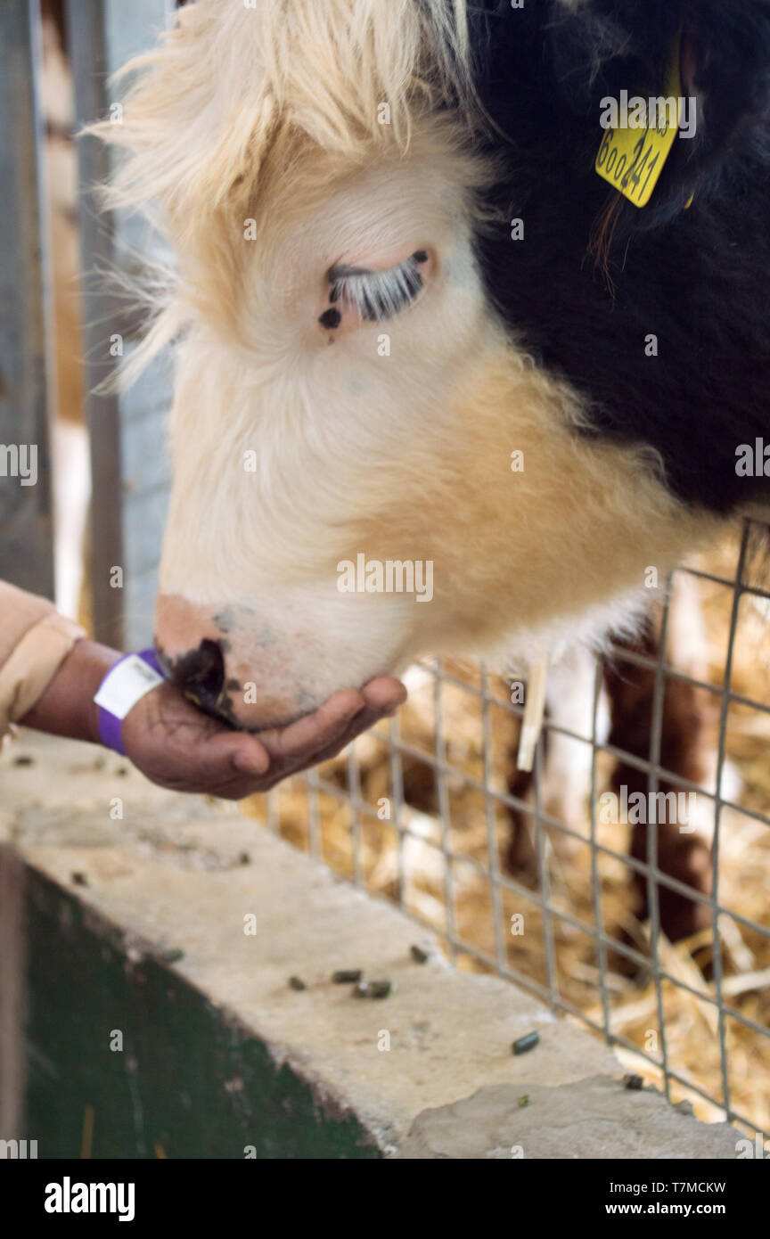 Human feeding animal in a farm Stock Photo - Alamy