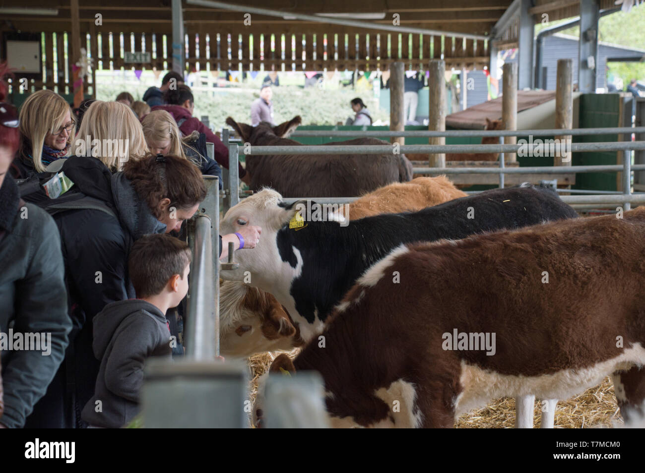 Animal feeding in a farm Stock Photo - Alamy