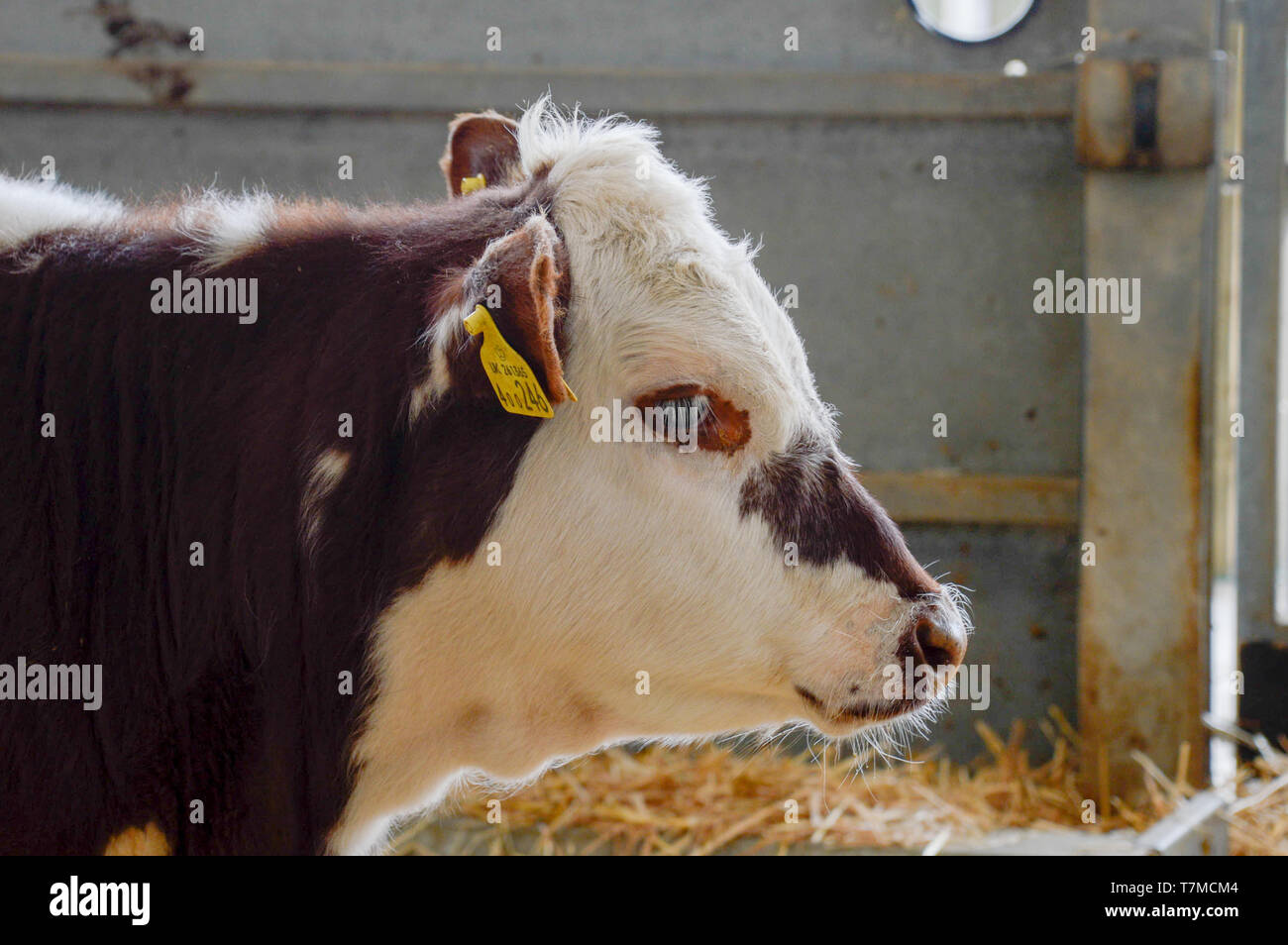 Animal feed milk hi-res stock photography and images - Alamy