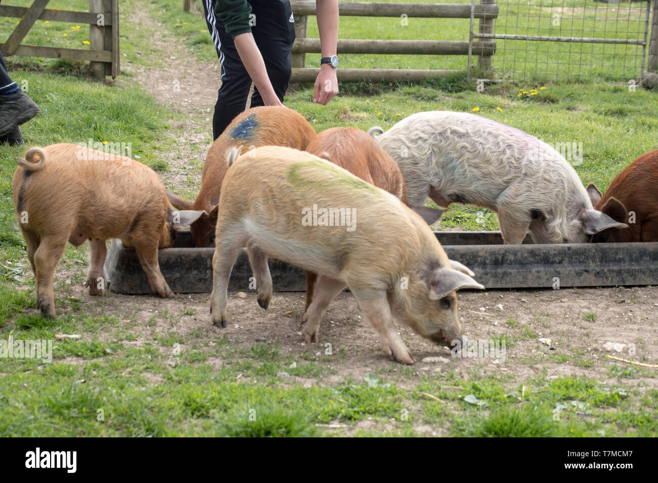 Pig racing hi-res stock photography and images - Alamy