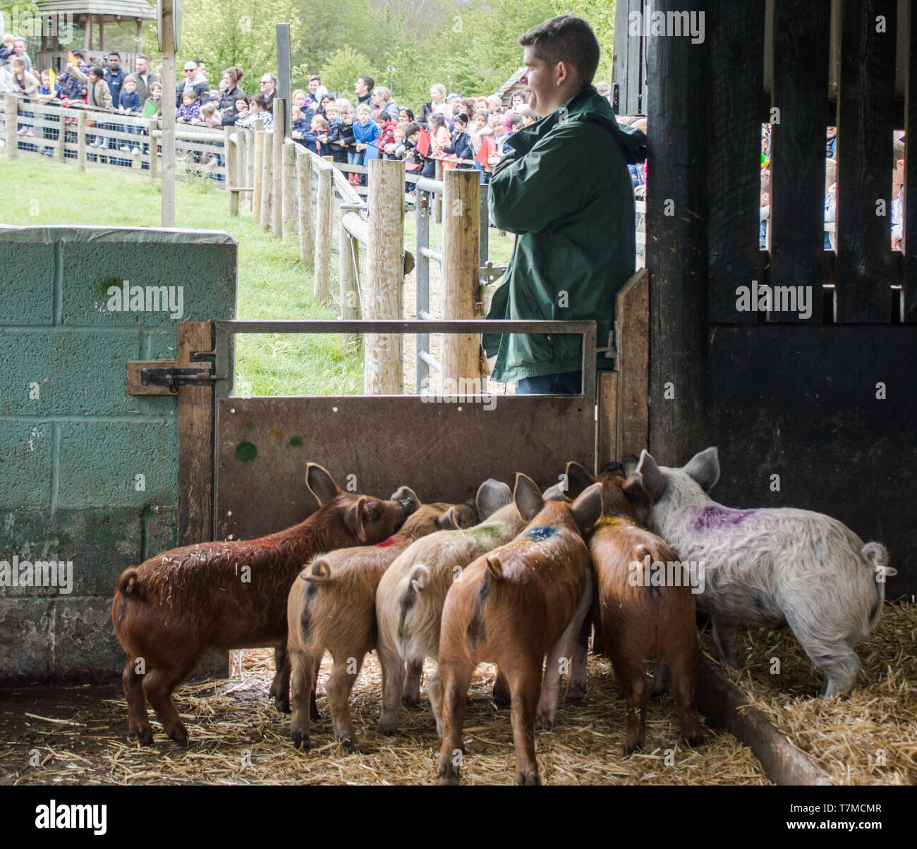 Pig race track hi-res stock photography and images - Alamy