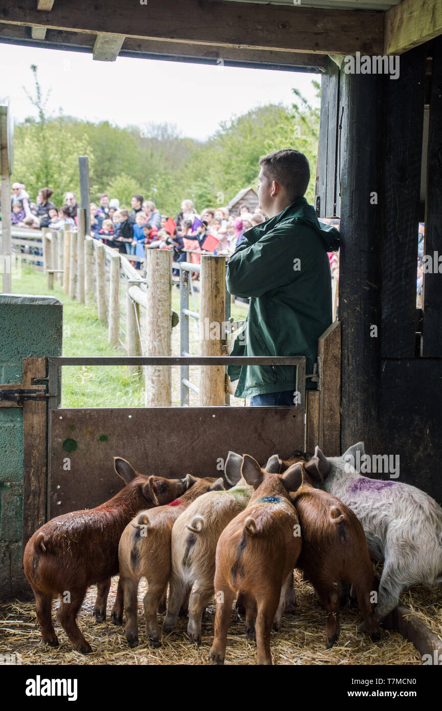 Pig racing hi-res stock photography and images - Alamy