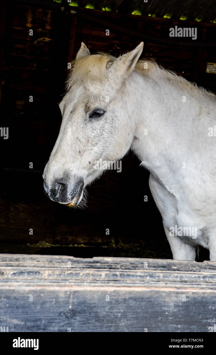 Horse (Equus caballus) portrait Stock Photo - Alamy