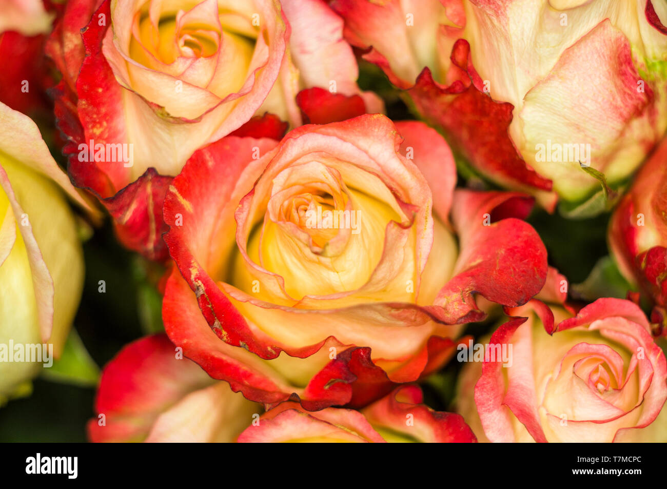 Beautiful large bouquet of yellow-red roses on dark background. Nature ...