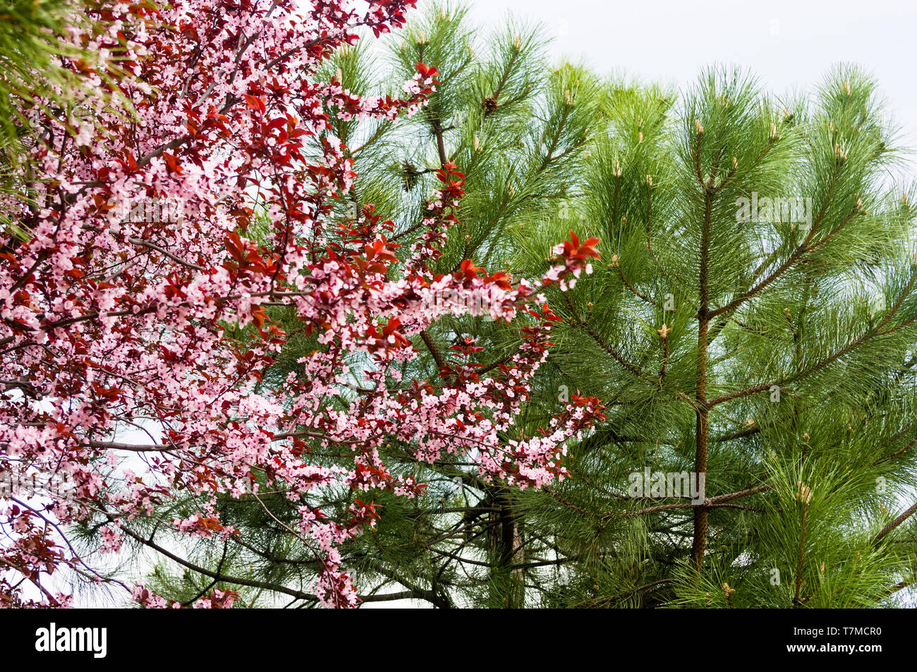 Background blooming beautiful pink cherries in raindrops on a sunny day ...