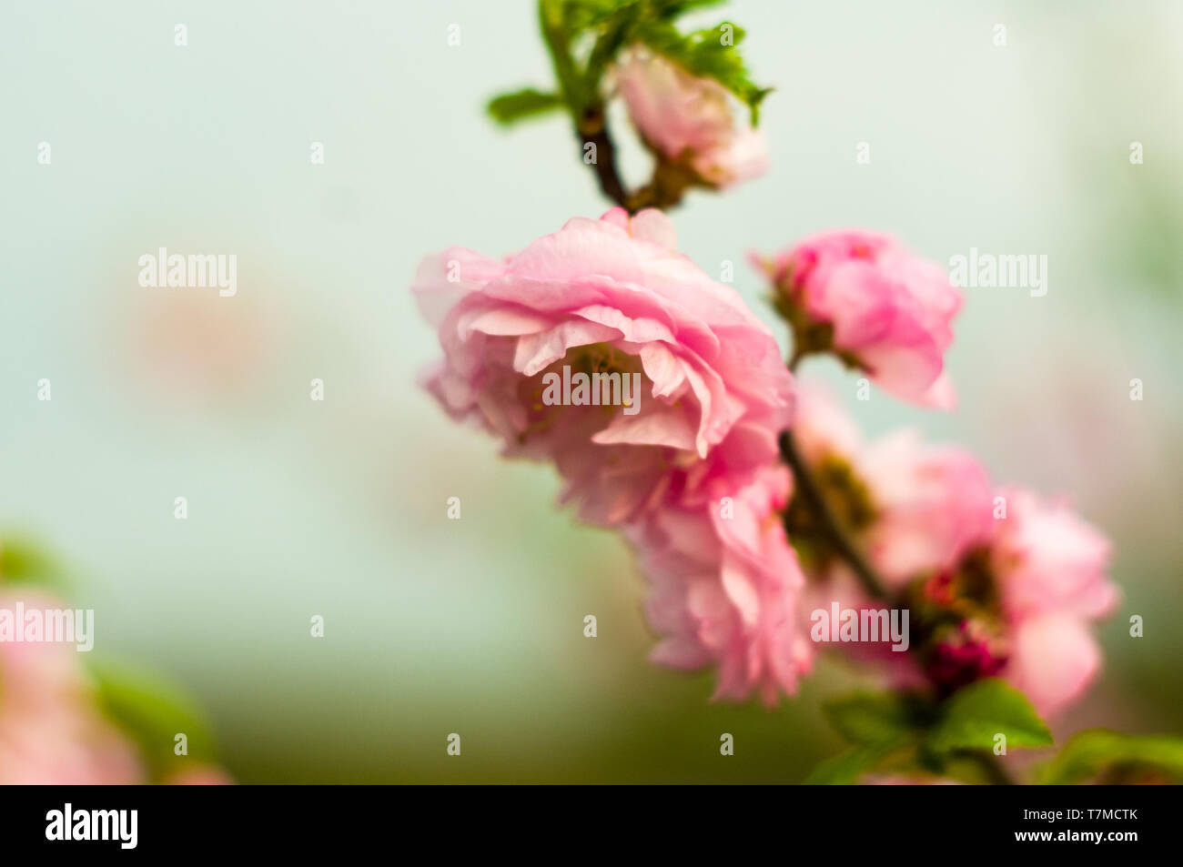 Background blooming beautiful pink cherries in raindrops on a sunny day ...