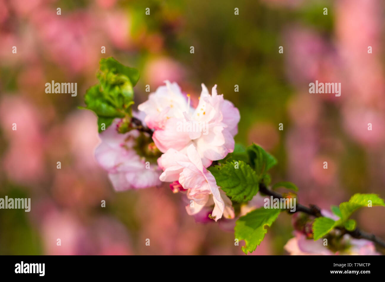 Background blooming beautiful pink cherries in raindrops on a sunny day ...