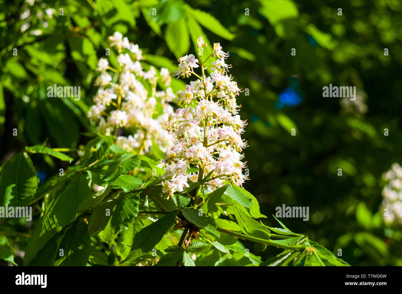 Flowering branches of chestnut Castanea sativa tree, and bright blue ...