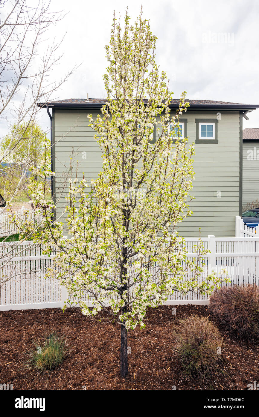 Asian pear shinseiki hi-res stock photography and images - Alamy