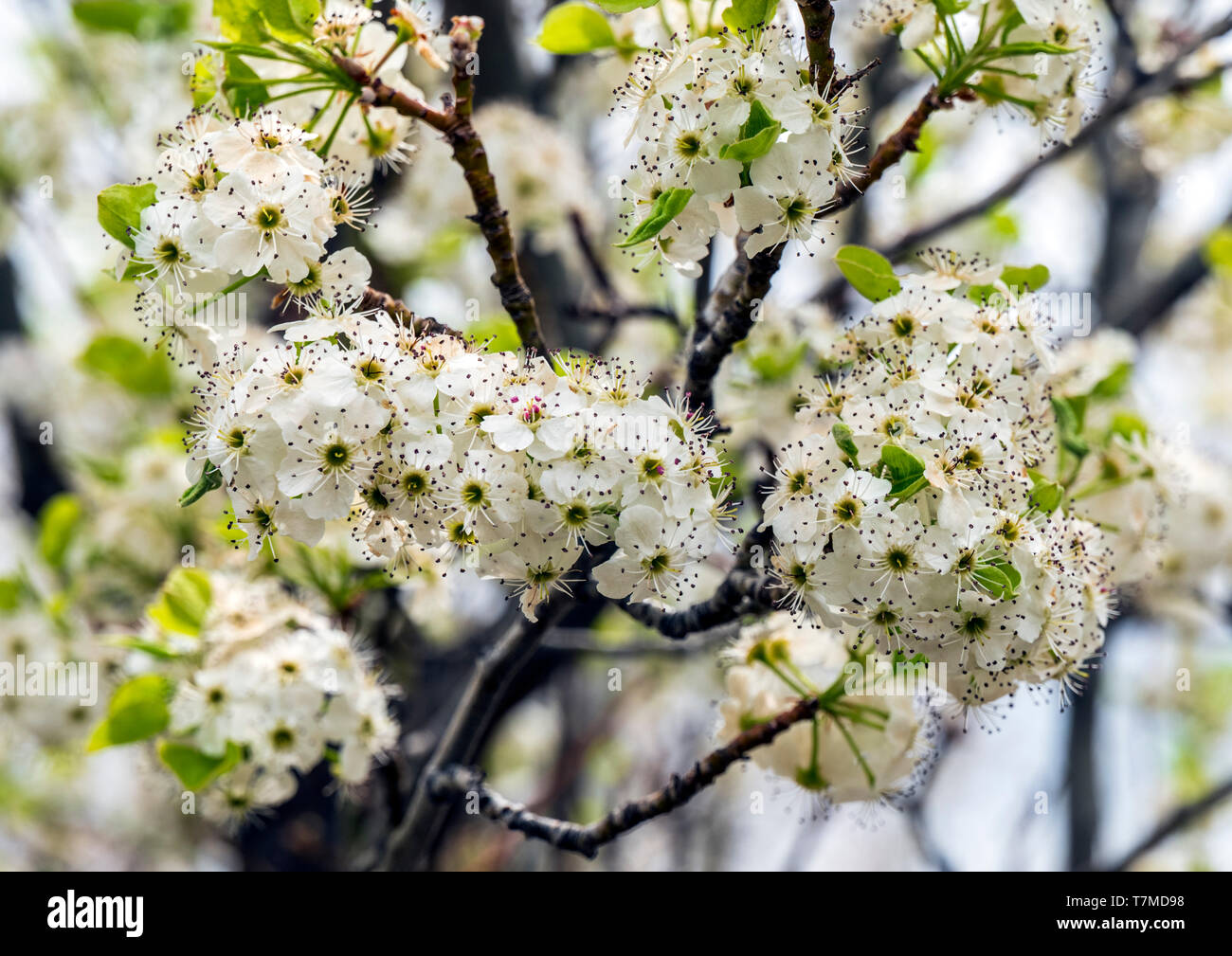 Asian Pear Tree in full springtime bloom; central Colorado; USA Stock ...