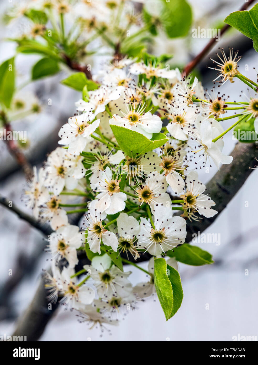 Asian pear hi-res stock photography and images - Alamy