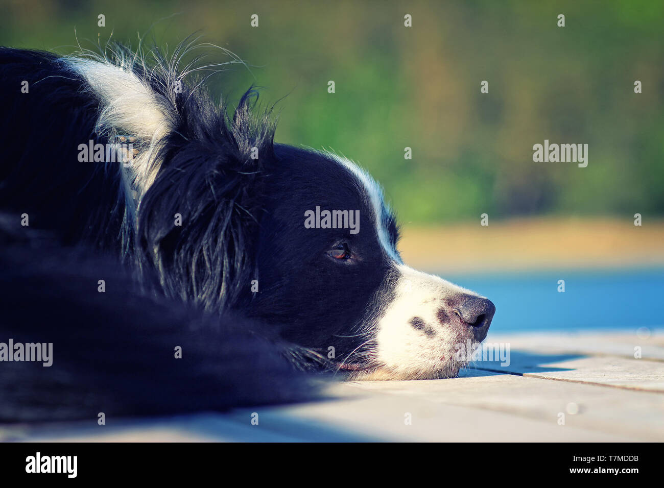 Blue Border Collie Puffle