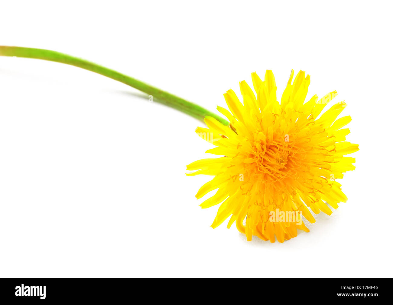 Bright yellow dandelion Cut Out Stock Images & Pictures - Alamy