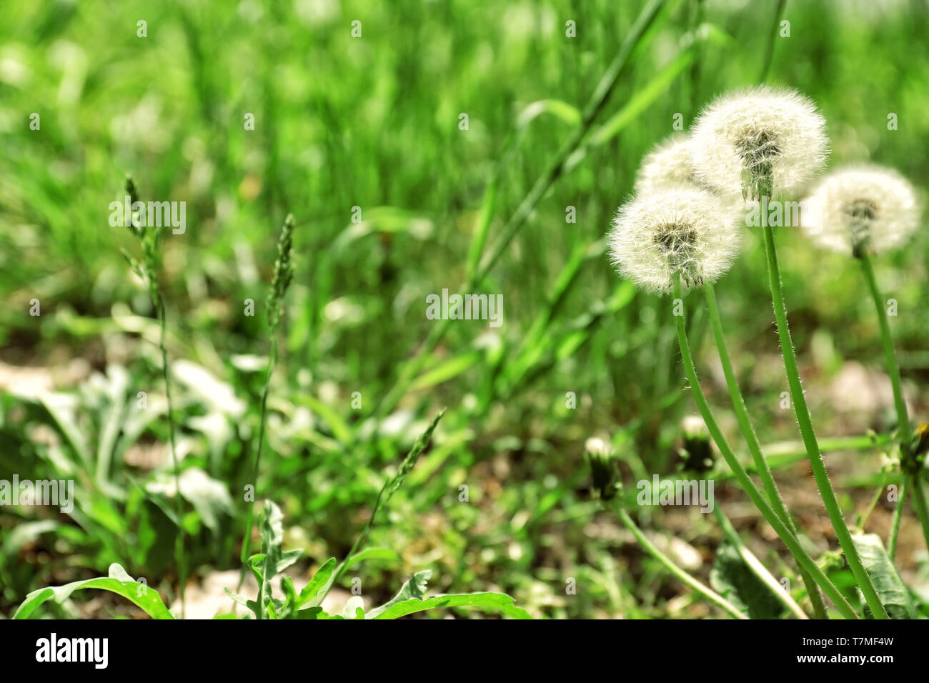 Beautiful wildflowers dandelions hi-res stock photography and images ...