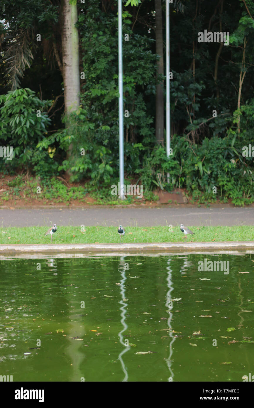 various food dishes, pizza, sphirra, snacks and various Stock Photo - Alamy