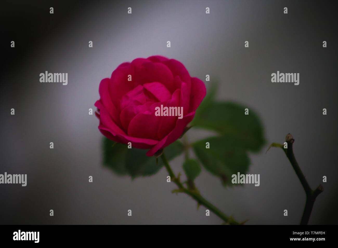 Flora pizza hi-res stock photography and images - Alamy