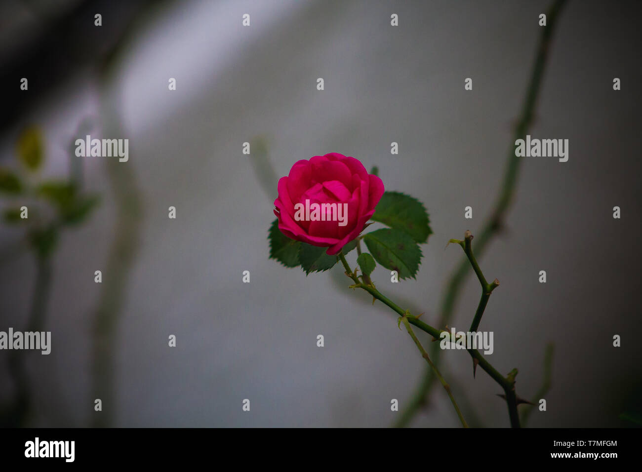 Flora pizza hi-res stock photography and images - Alamy