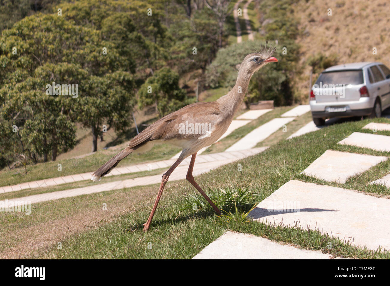 various food dishes, pizza, sphirra, snacks and various Stock Photo - Alamy