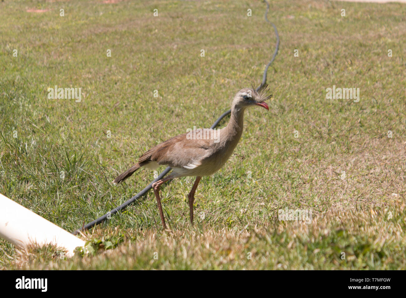 various food dishes, pizza, sphirra, snacks and various Stock Photo - Alamy