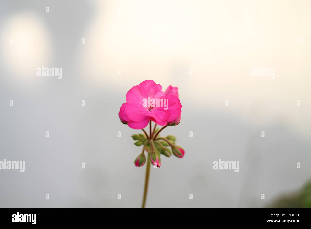 various food dishes, pizza, sphirra, snacks and various Stock Photo - Alamy