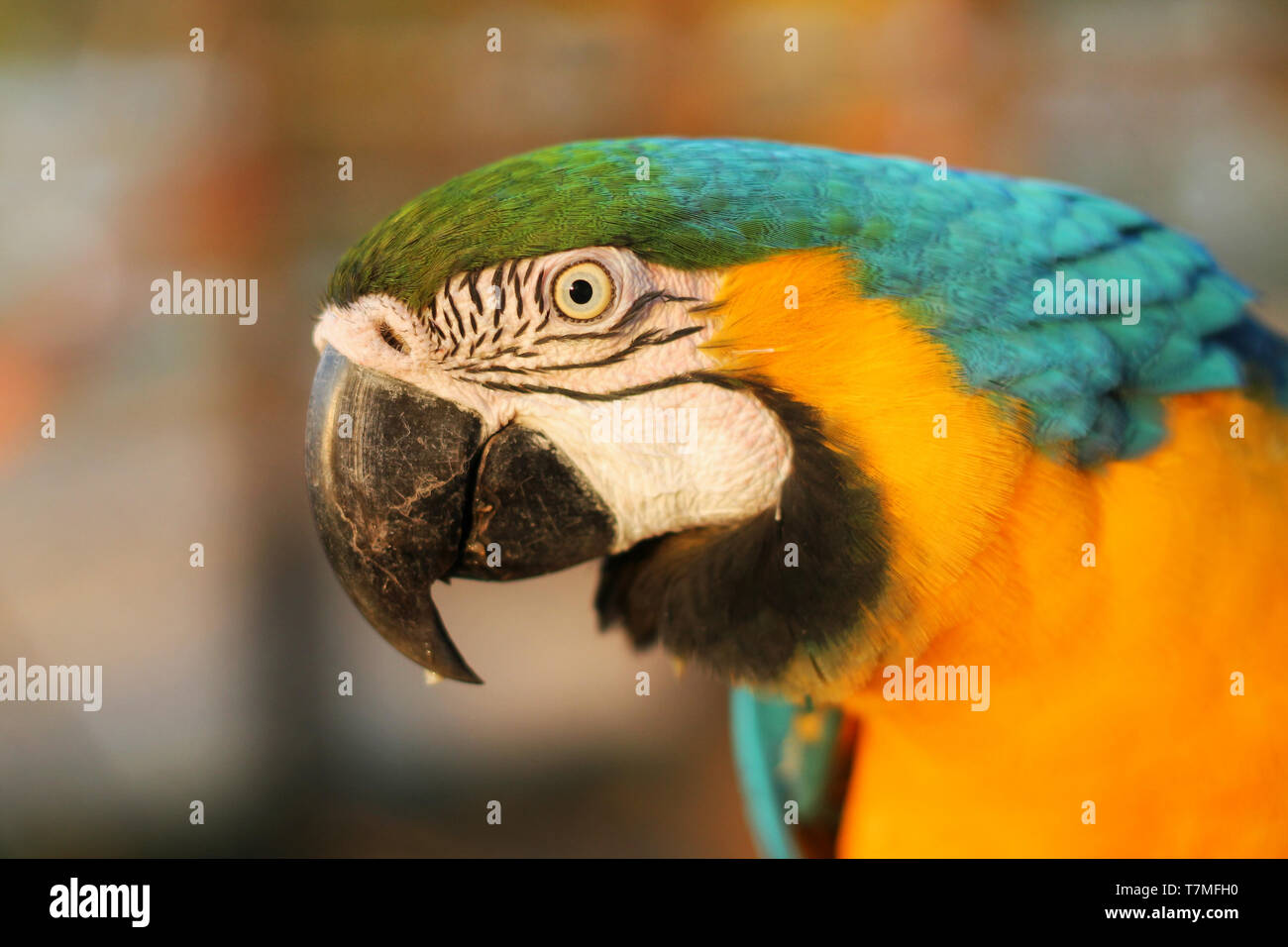 various food dishes, pizza, sphirra, snacks and various Stock Photo - Alamy