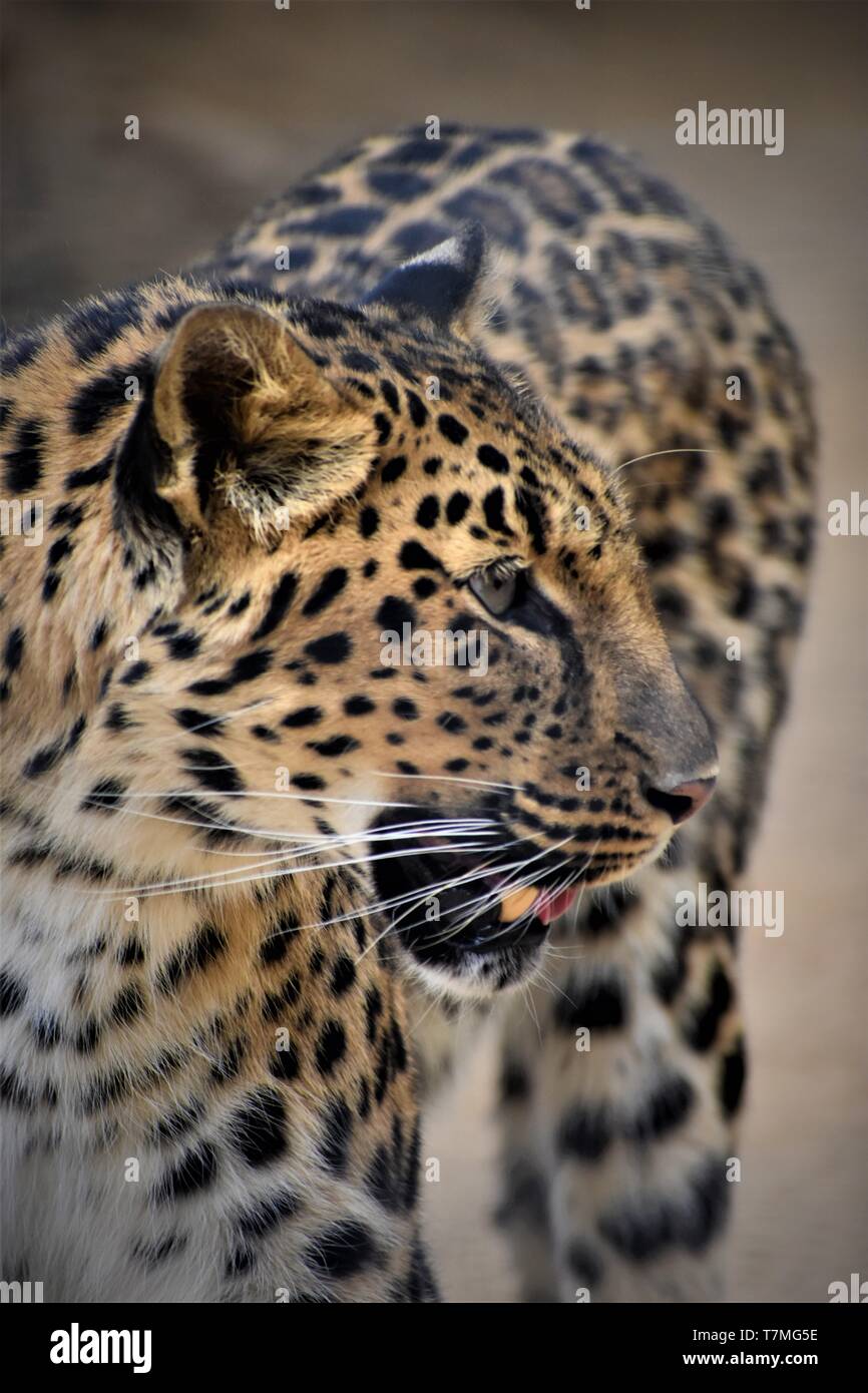 Amur leopard spotted cat hi-res stock photography and images - Alamy