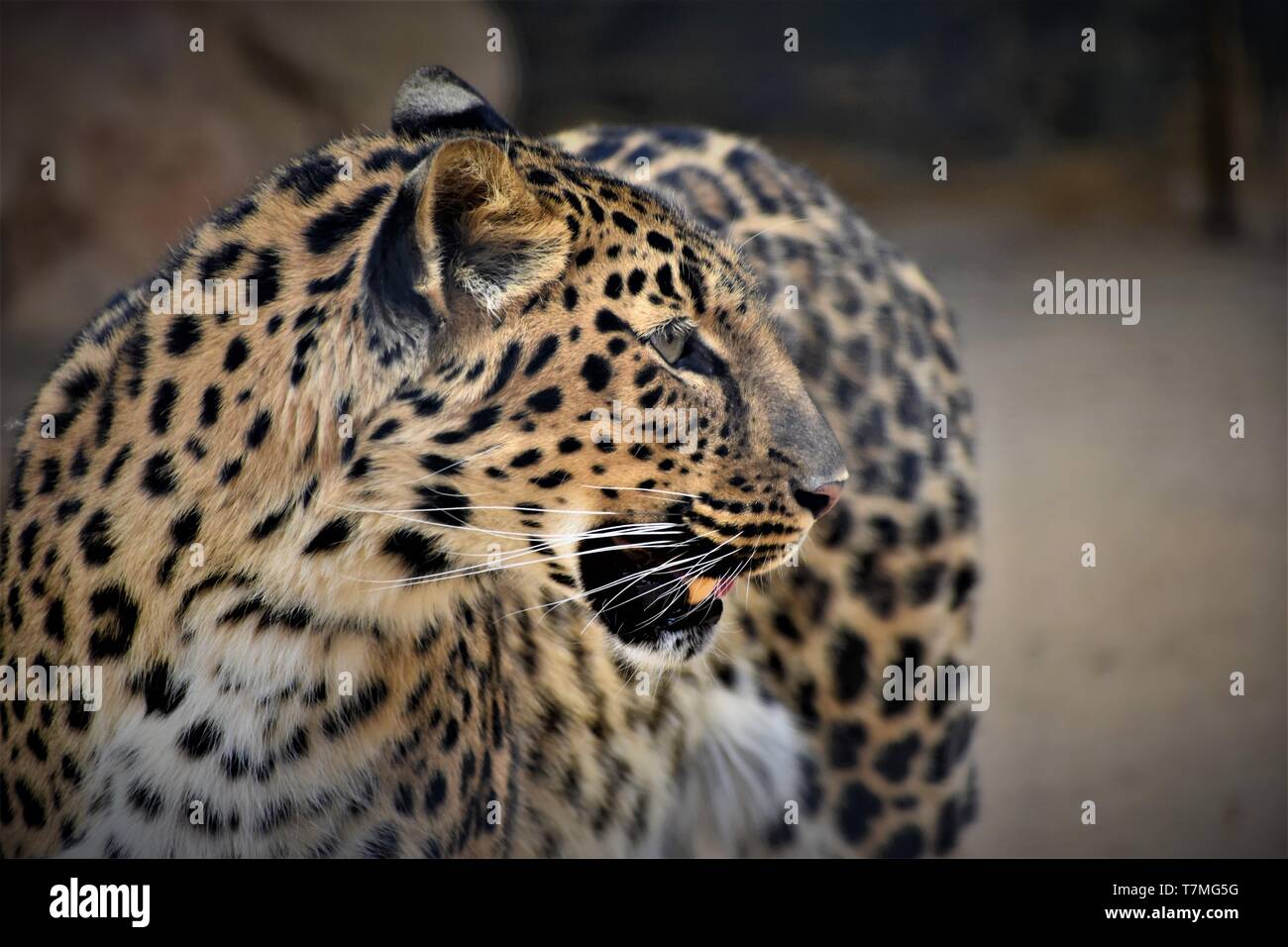 Amur rock hi-res stock photography and images - Alamy