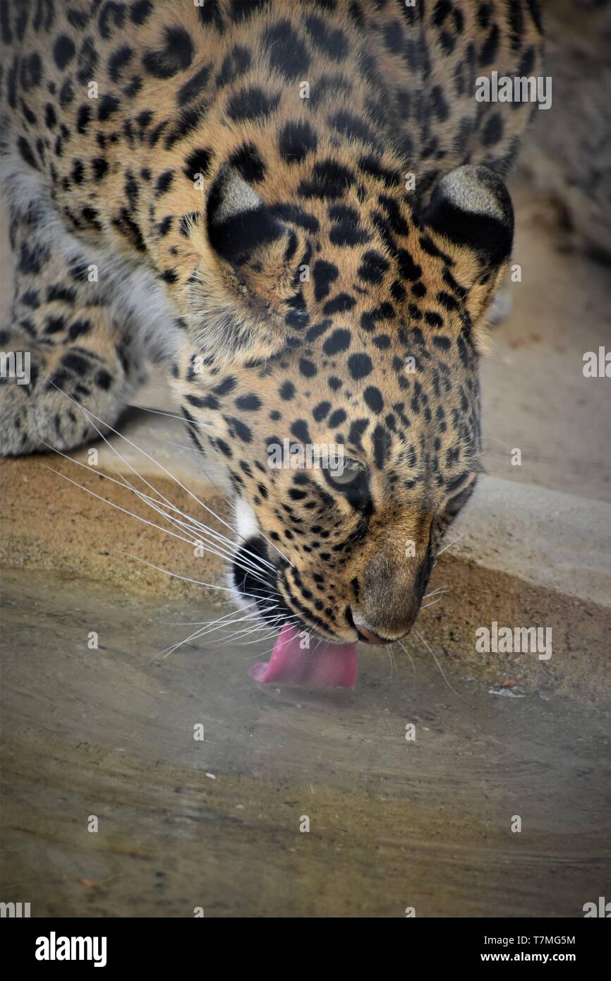 Endangered animals leopard hi-res stock photography and images - Alamy
