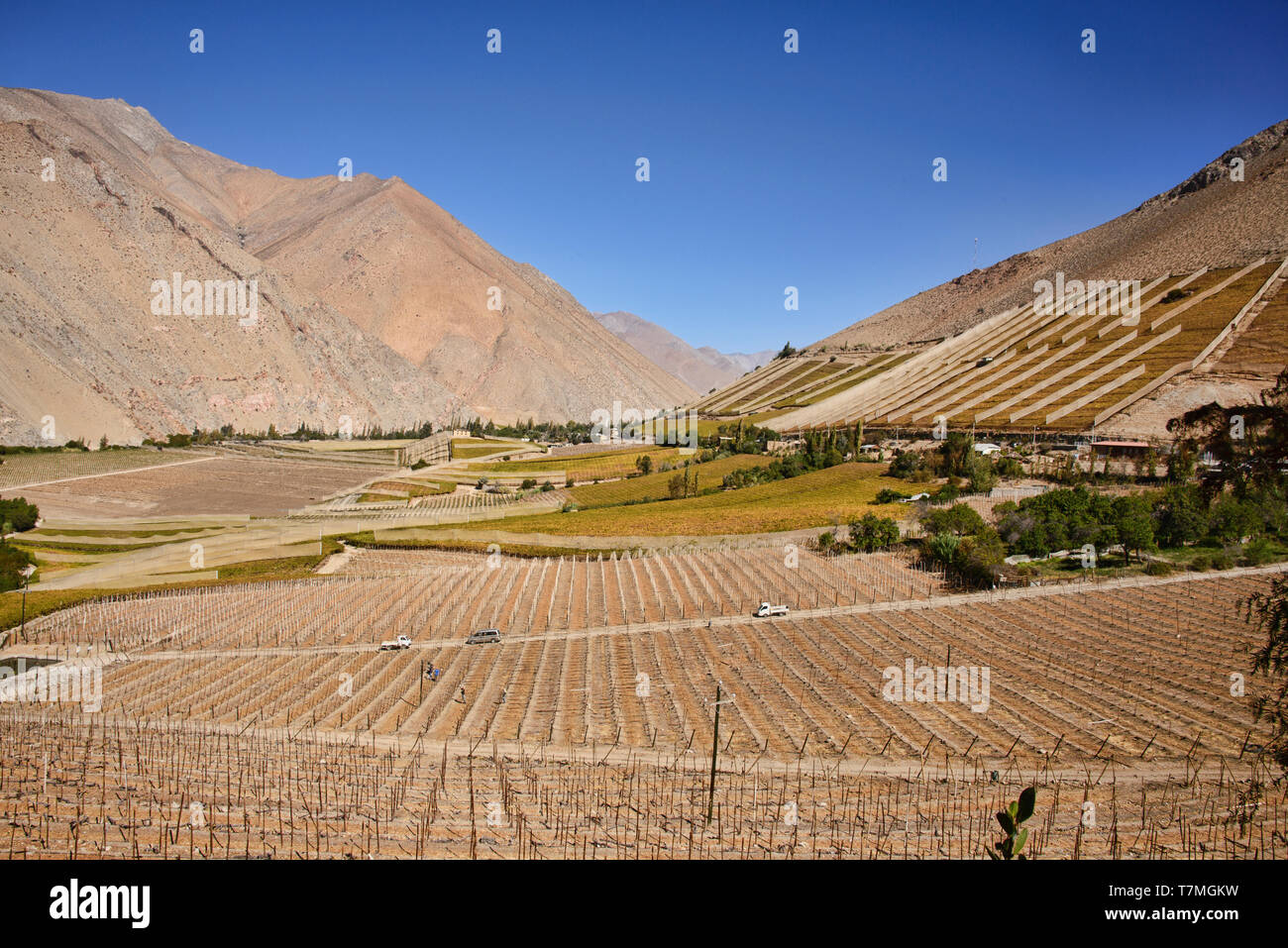 Pisco grapes growing in the beautiful Elqui Valley, Pisco Elqui, Chile ...