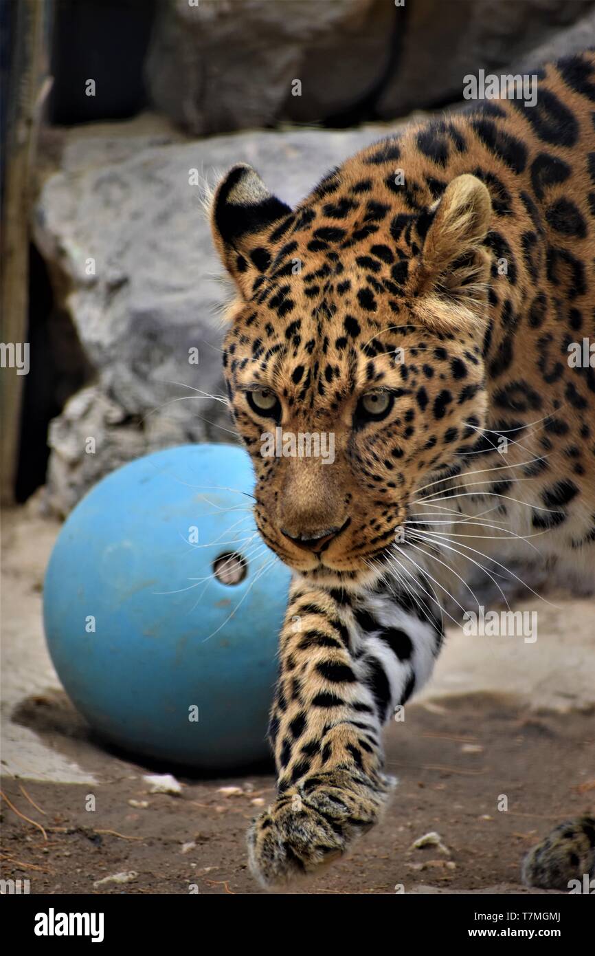Baby North Chinese Leopard