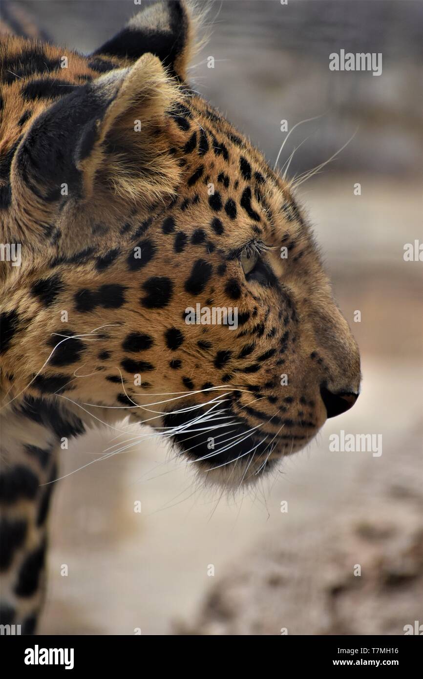 North China Leopard Stock Photo - Alamy