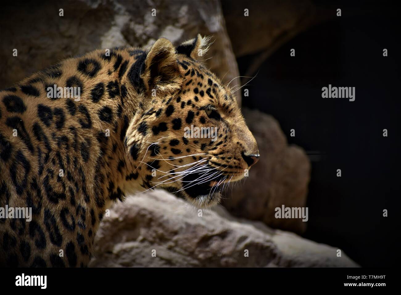 Amur leopard breeding hi-res stock photography and images - Alamy