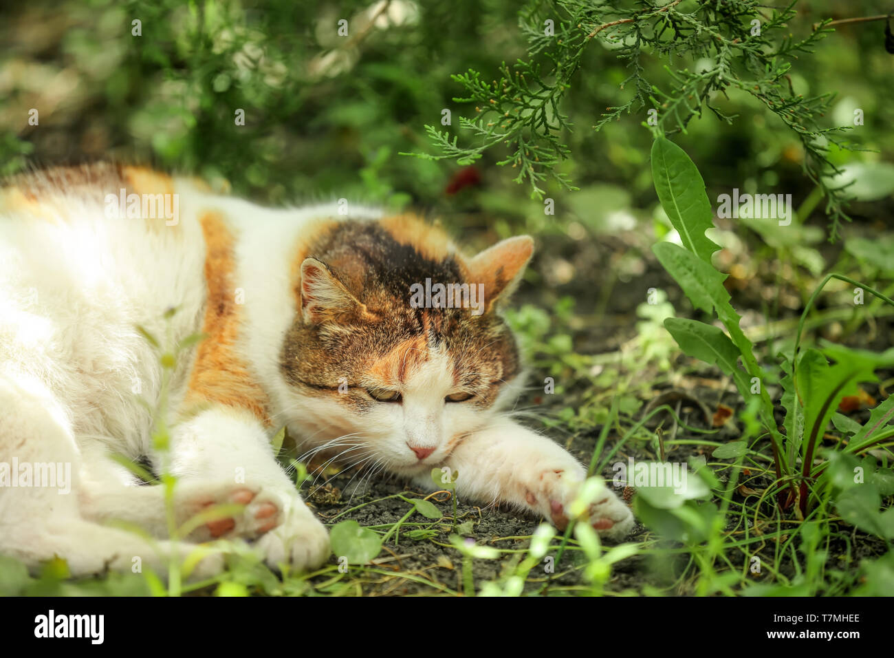 Cute cat resting outdoors Stock Photo - Alamy